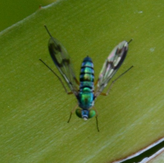 Diptera.info - Discussion Forum: Australian small fly