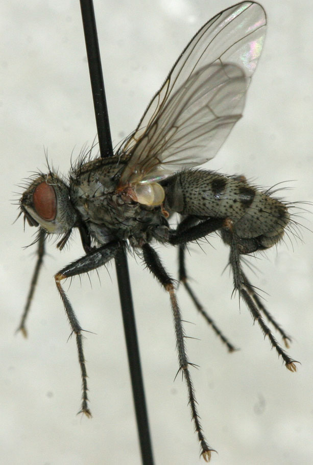 Diptera.info - Discussion Forum: USA, RI fly