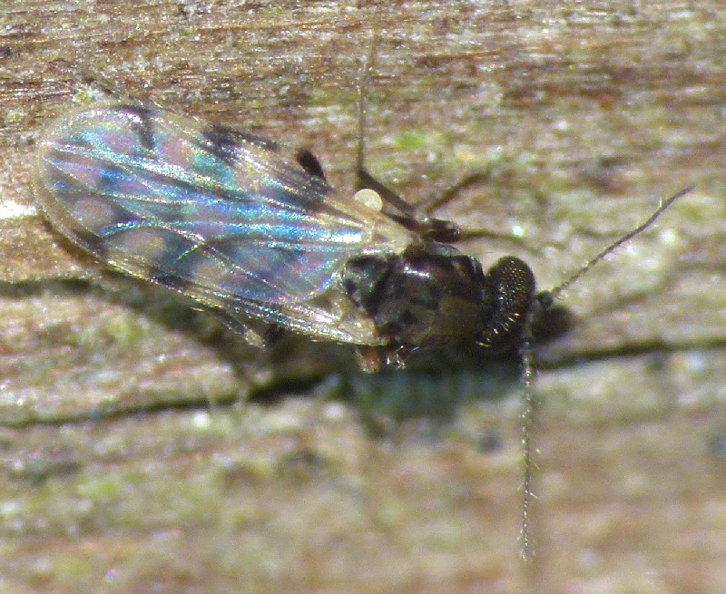 Diptera.info - Discussion Forum: Ceratopogonidae- Culicoides sp. (China)