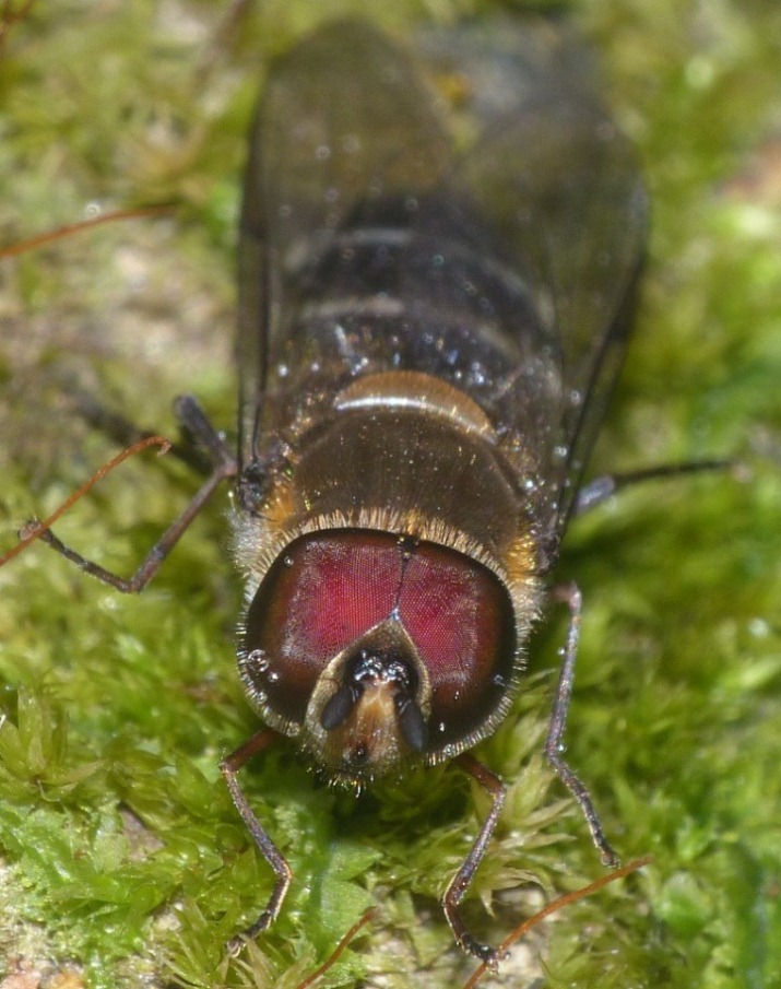 Diptera.info - Discussion Forum: Syrphidae, male Betasyrphus, possibly ...