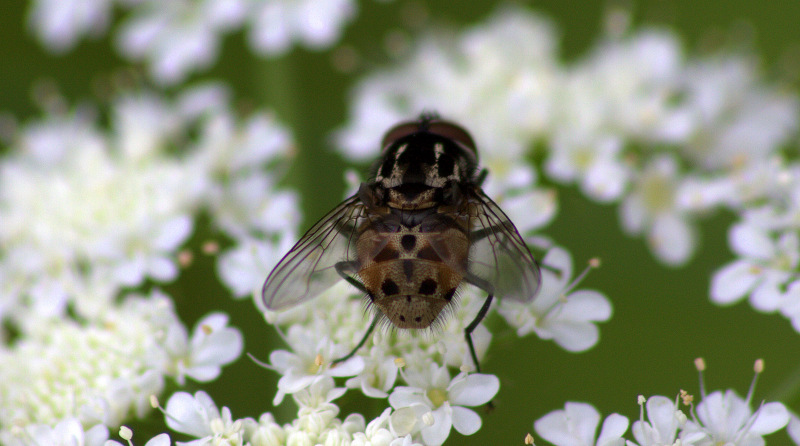 Diptera.info - Discussion Forum: Graphomya maculata