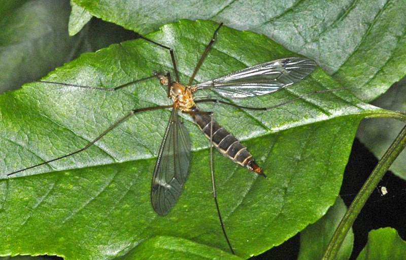 Diptera.info - Discussion Forum: Tipulidae Identification