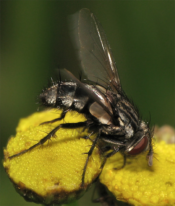 Diptera.info - Discussion Forum: Exorista larvarum (Tachinidae) > ID by ...