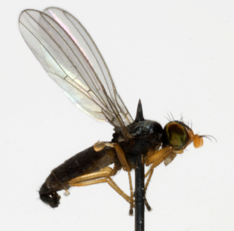 Diptera.info - Discussion Forum: Anthomyza sp., Anthomyzidae