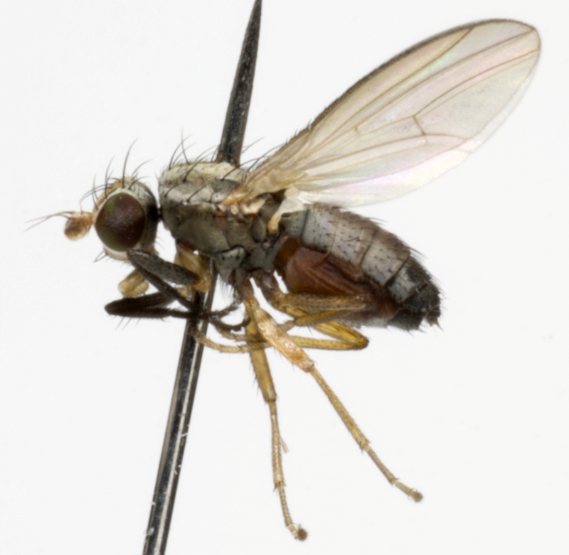Diptera.info - Discussion Forum: Trixoscelis canescens, Heleomyzidae