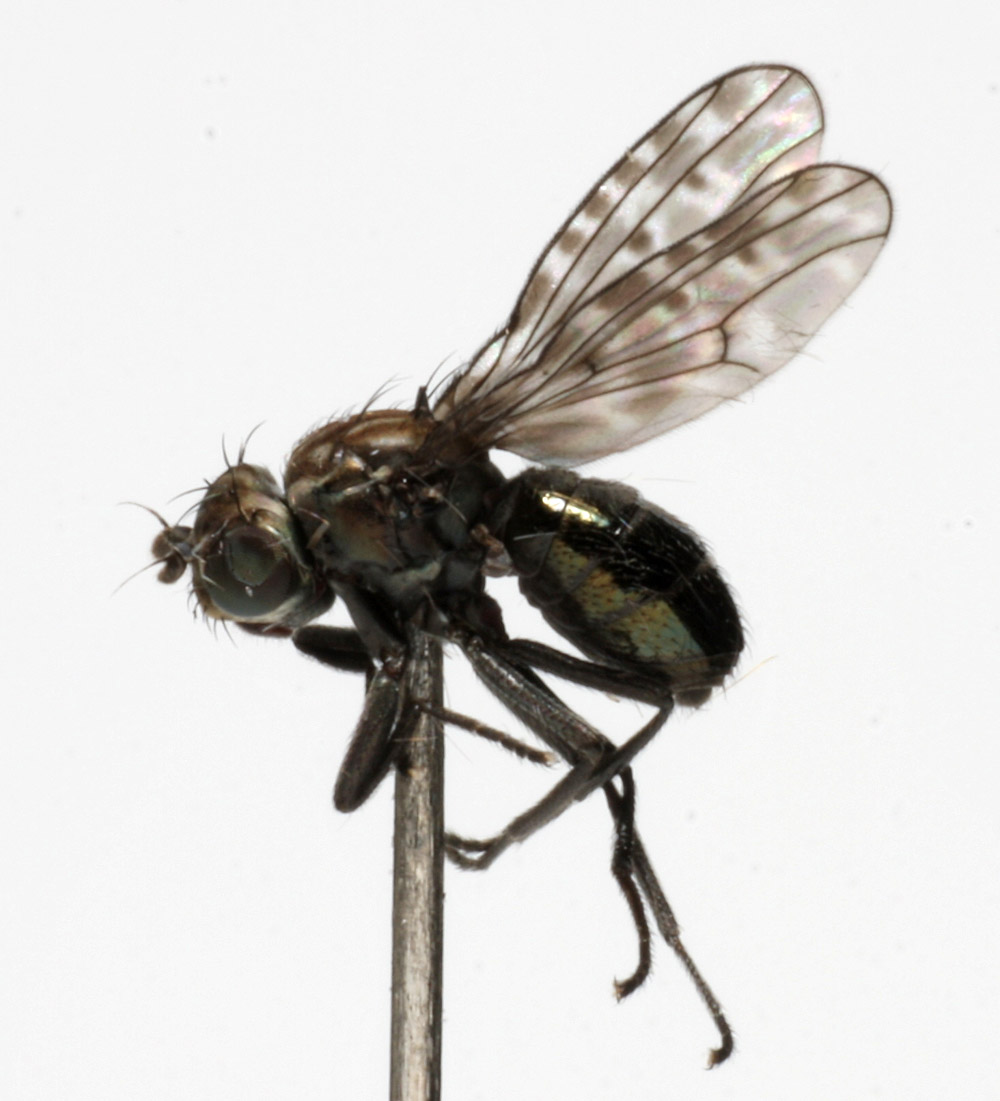 Diptera.info - Discussion Forum: Limnellia quadrata, Ephydridae