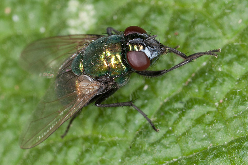 Diptera.info - Discussion Forum: Neomyia cornicina female