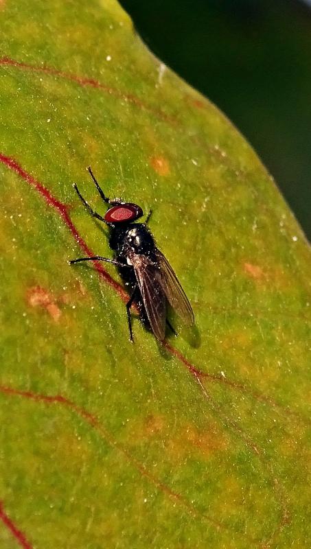 Diptera.info - Discussion Forum: Anthomyiidae ID -->Hydrotaea sp ...