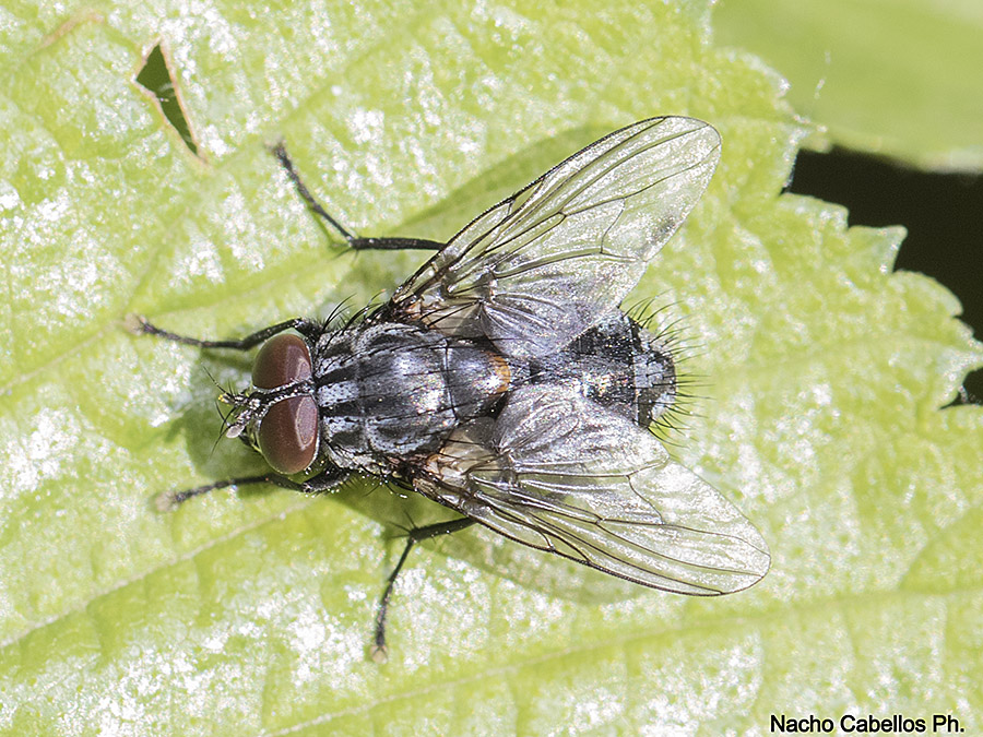 Diptera.info - Discussion Forum: Muscidae->Muscina levida (M)