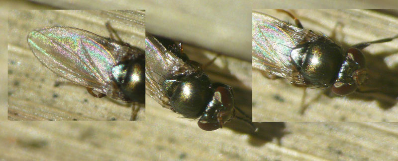 Diptera.info - Discussion Forum: which Ephydridae? -> Psilopa sp