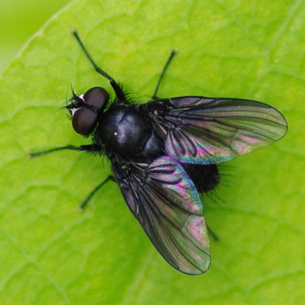 Diptera.info - Discussion Forum: Dark winged fly