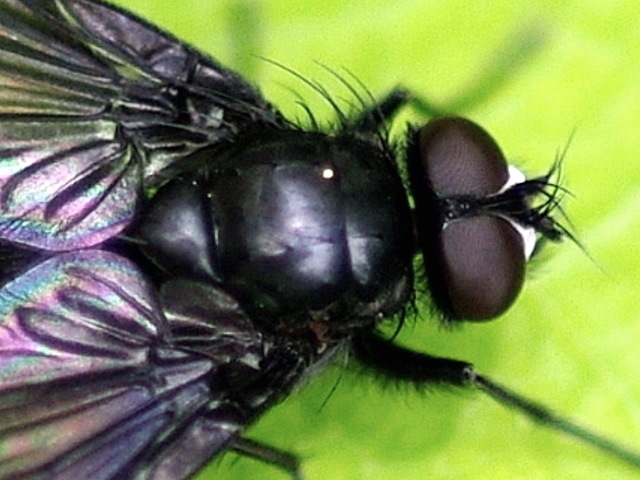Diptera.info - Discussion Forum: Dark winged fly