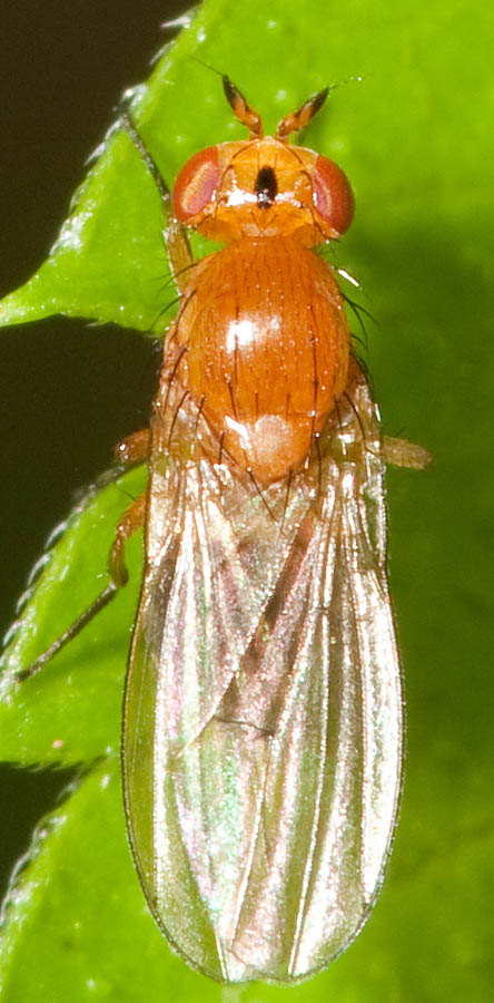 Diptera.info - Discussion Forum: Small orange fly from Guatemala. Is ...