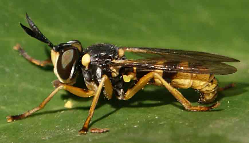 Diptera.info - Discussion Forum: 2 Conopidae on Hedera helix ...