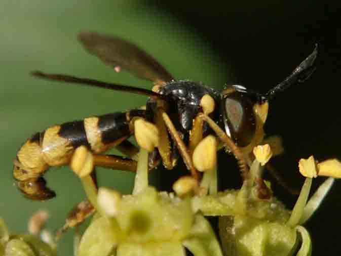 Diptera.info - Discussion Forum: 2 Conopidae on Hedera helix ...