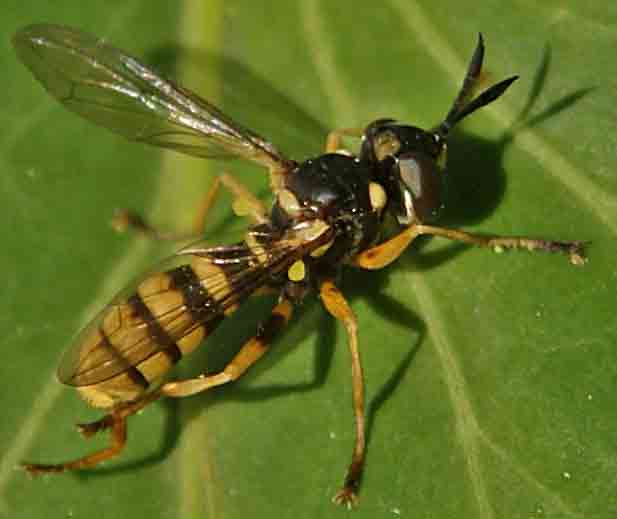 Diptera.info - Discussion Forum: 2 Conopidae on Hedera helix ...