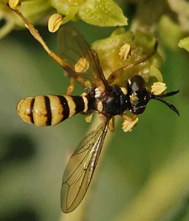 Diptera.info - Discussion Forum: 2 Conopidae on Hedera helix ...