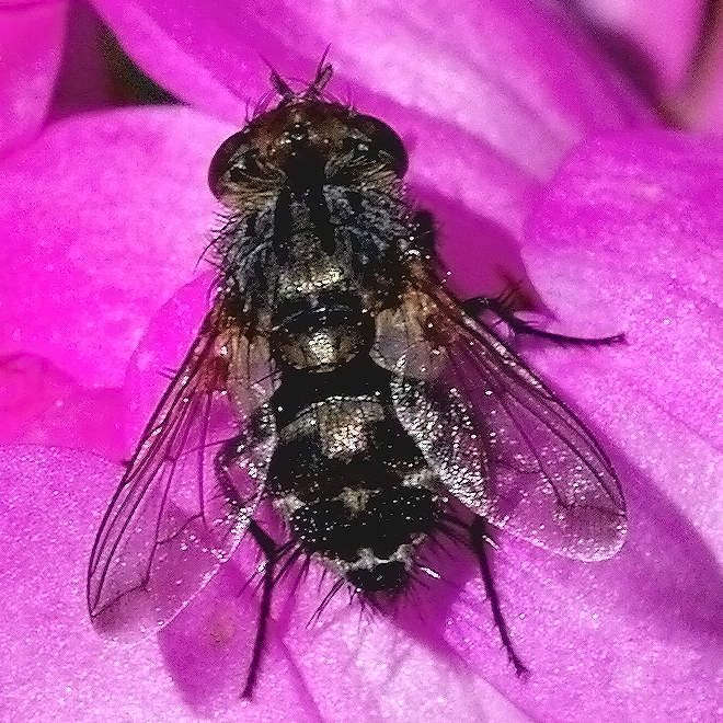 Diptera.info - Discussion Forum: Tachinid - Gonia sp.