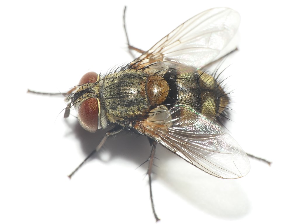 Diptera.info - Discussion Forum: Carcelia spec (NL)