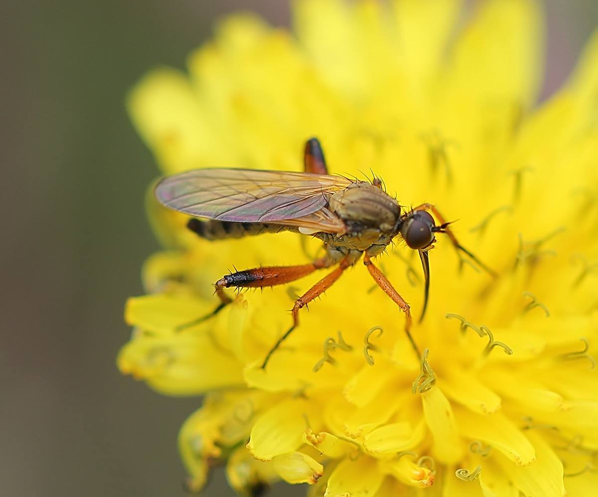 Diptera.info - Discussion Forum: Empis opaca? (Russia, Rostov)=>Empis ...