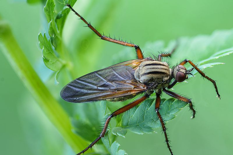 Diptera.info - Discussion Forum: Empis sp