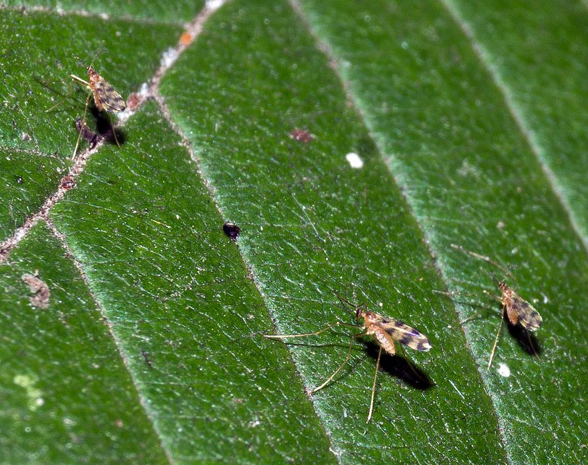 Diptera.info - Discussion Forum: Ditomyiidae?