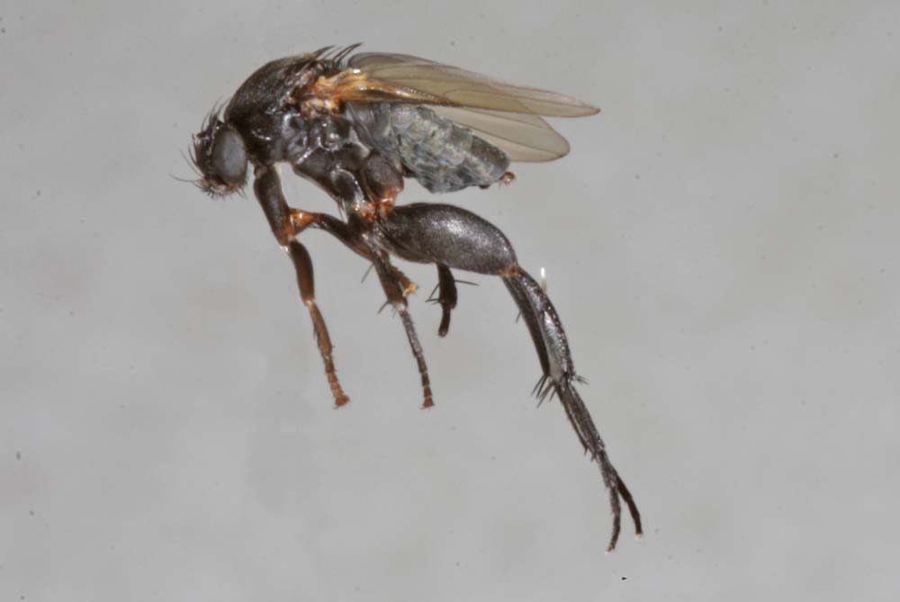 Diptera.info - Discussion Forum: Peromitra cf. incrassata (ID Brian Brown)