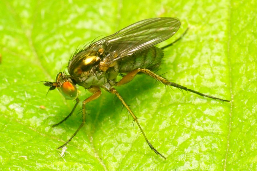 Diptera.info - Discussion Forum: Dolichopus - DK