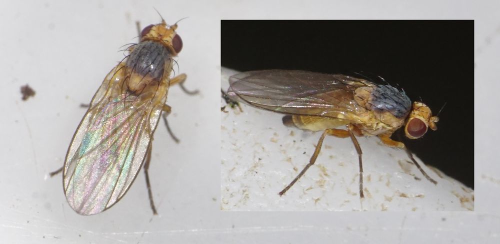 Diptera.info - Discussion Forum: Agromyzidae? -> Phytomyza rufescens