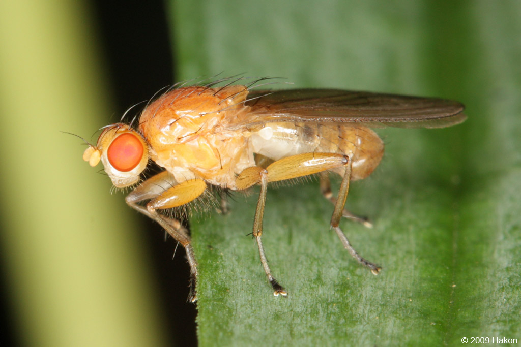 Diptera.info - Discussion Forum: Suillia bicolor & Suillia fuscicornis ...