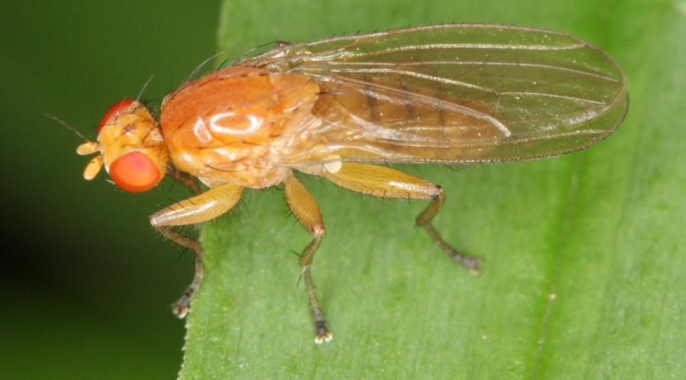 Diptera.info - Discussion Forum: Suillia bicolor & Suillia fuscicornis ...