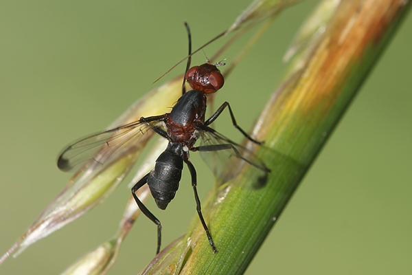 Diptera.info - Discussion Forum: Sepsidae -> Ulidiidae / Cephalia rufipes