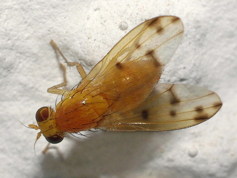 Diptera.info - Discussion Forum: Homoneura? => Homoneura sp.
