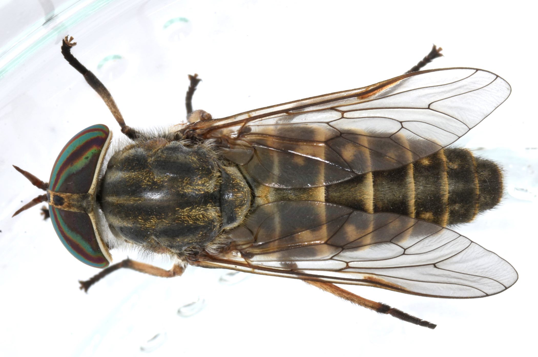 Diptera.info - Discussion Forum: Tabanidae - Tabanus glaucopis, female.