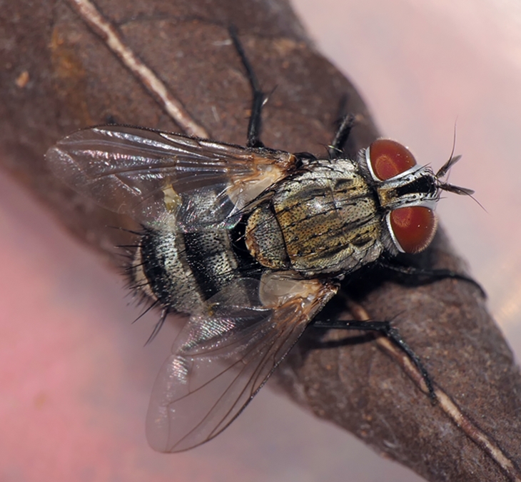 Diptera.info - Discussion Forum: Tachinidae, Senometopia (Hong Kong)