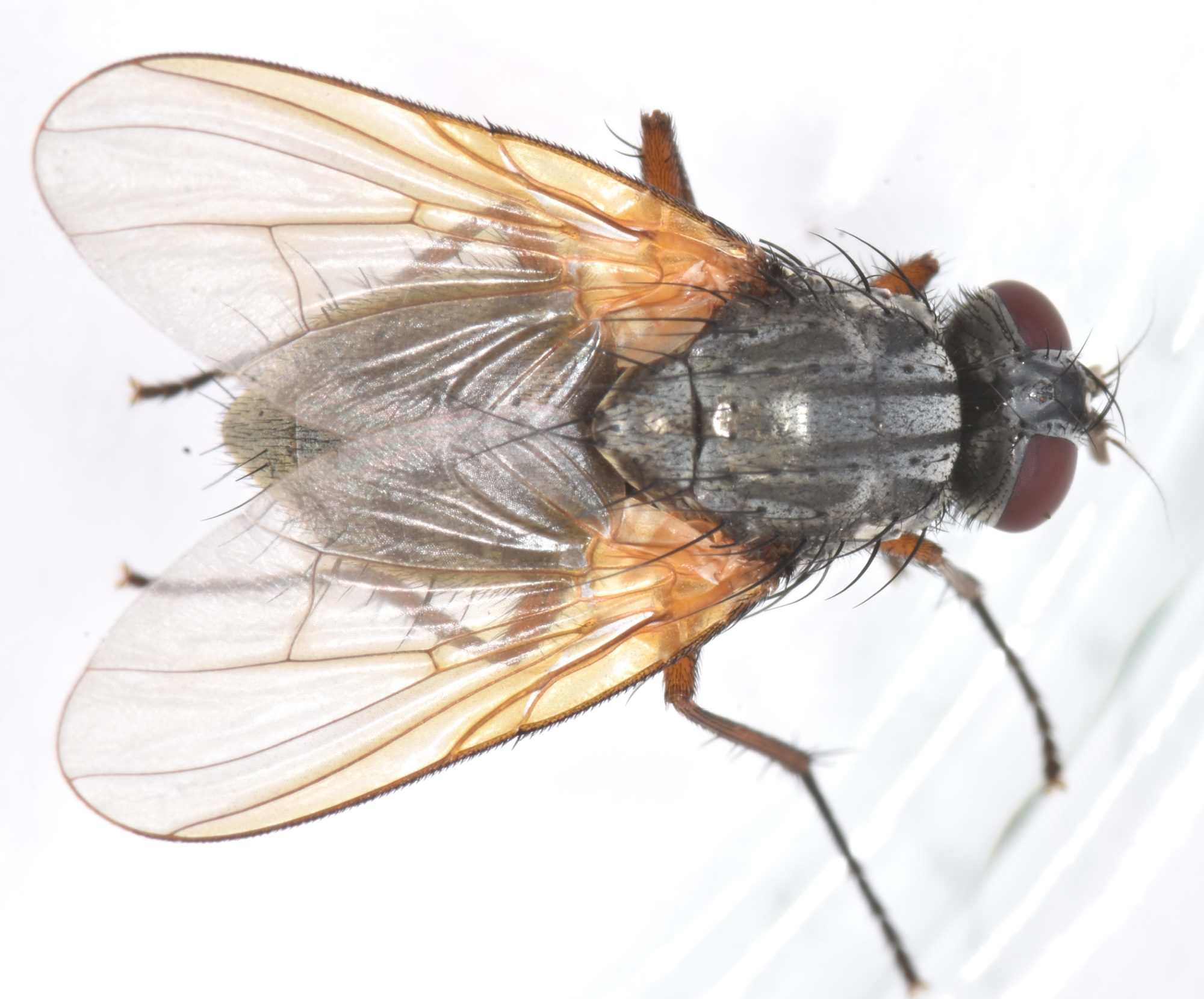 Diptera.info - Discussion Forum: Muscidae - Mydaea urbana?