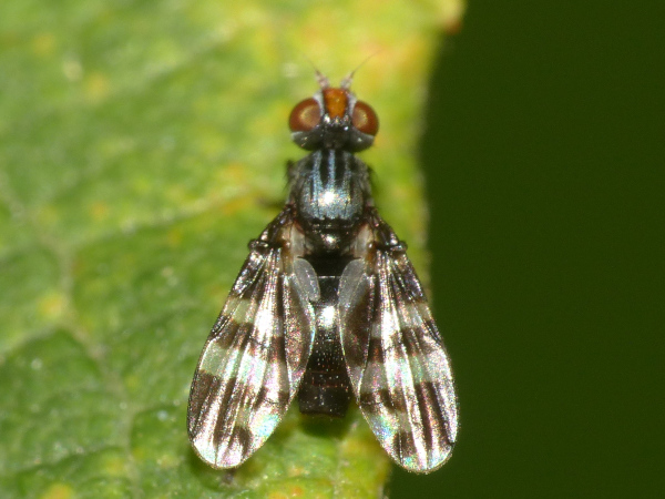 Diptera.info - Discussion Forum: Fly with striped wings (Germany)