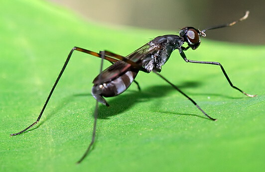 Diptera.info - Discussion Forum: Tylidae, China