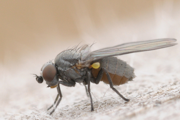 Diptera.info - Discussion Forum: Chamaemyiidae