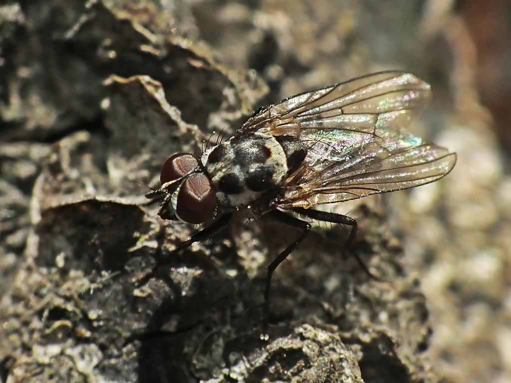 Diptera.info - Discussion Forum: Anthomyia