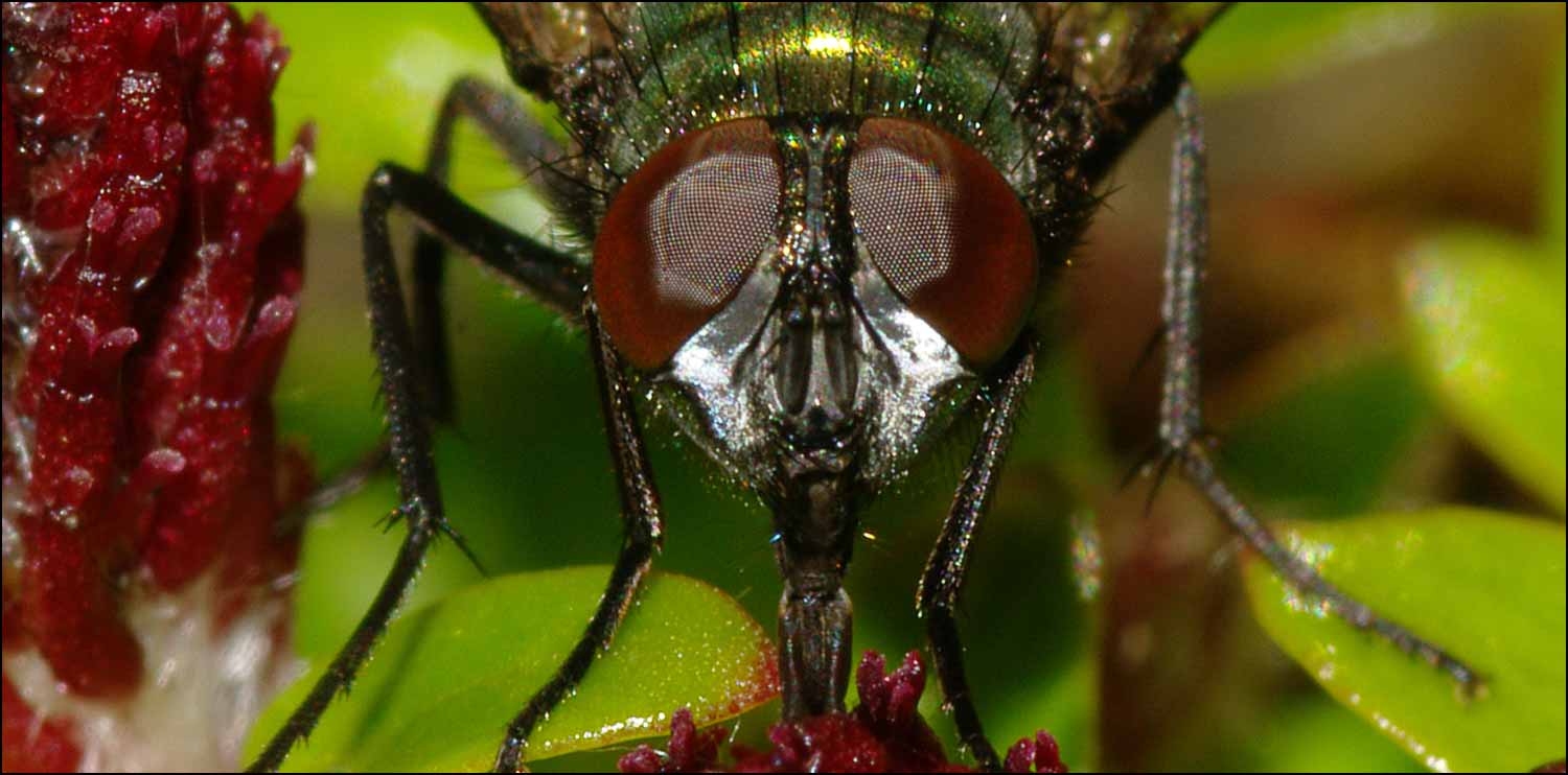 Diptera.info - Discussion Forum: Neomyia cornicina?