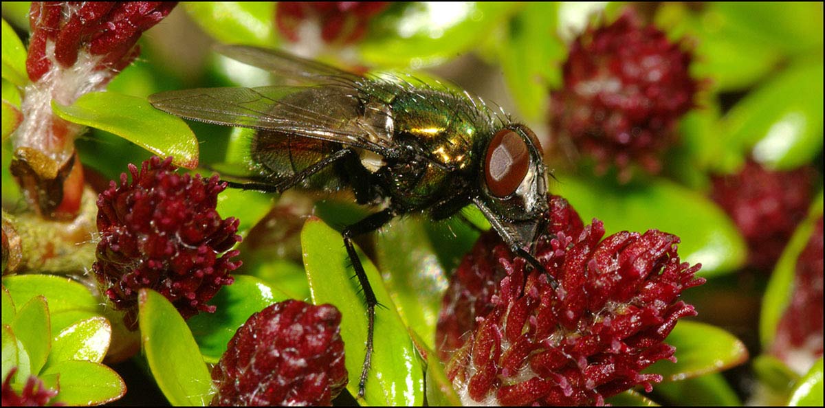 Diptera.info - Discussion Forum: Neomyia cornicina?