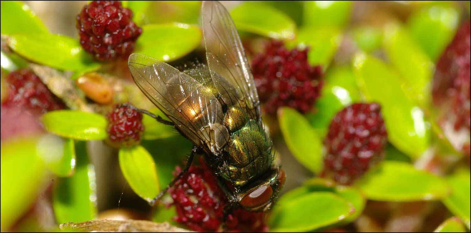 Diptera.info - Discussion Forum: Neomyia cornicina?