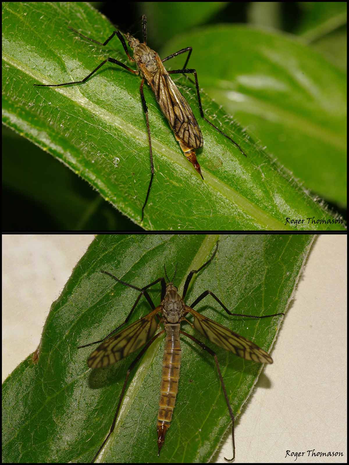 Diptera.info - Discussion Forum: Tipulid