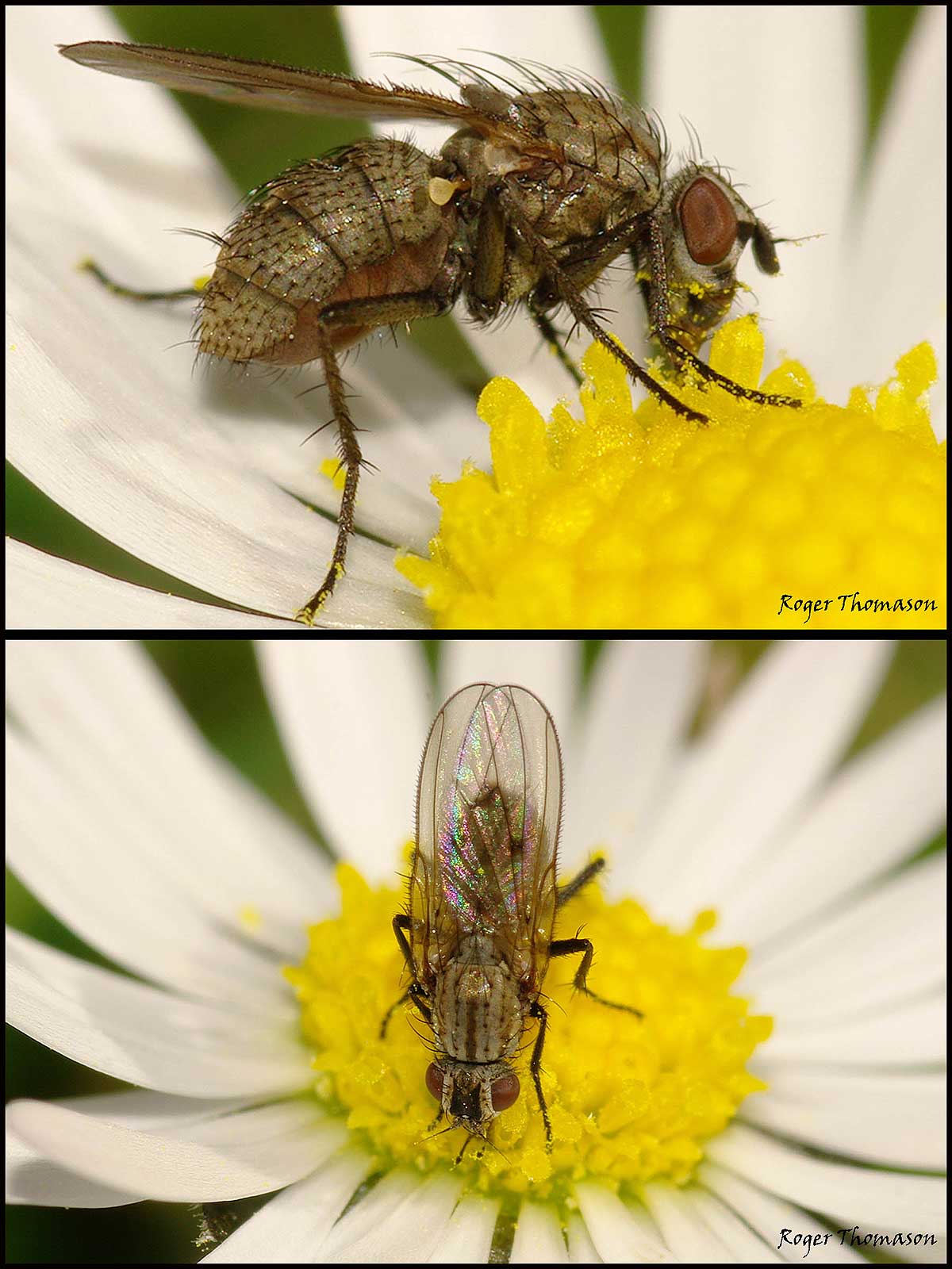Diptera.info - Discussion Forum: Anthomyia liturata female?