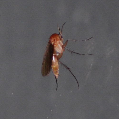 Diptera.info - Discussion Forum: Hump back fly