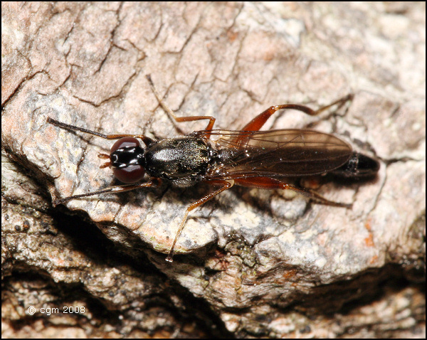 Diptera.info - Discussion Forum: Megamerina dolium