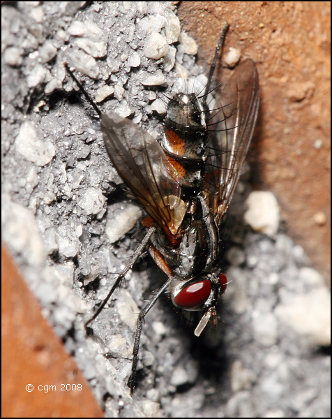 Diptera.info - Discussion Forum: Mintho rufiventris