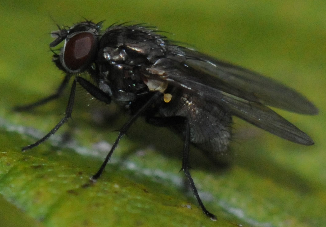 Diptera.info - Discussion Forum: Spilogona female ?(looks like ...