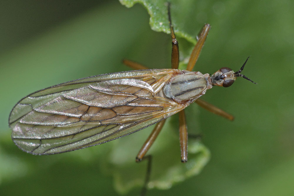 Diptera.info - Discussion Forum: Empidae?